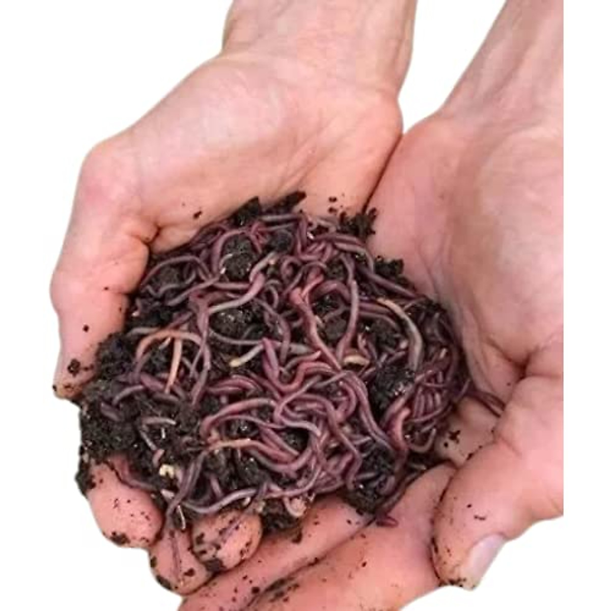 HomeGrownWorms - 250+ (1/4LB) Live Red Wiggler Composting Worms - Live Delivery Guaranteed - Vermicomposting Garden Red Wrigglers - Eisenia Fetida - Wiggle Worm Farm