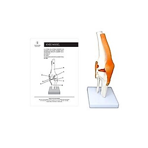 Knee Joint Anatomy Human Medical Model by Trademark Scientific