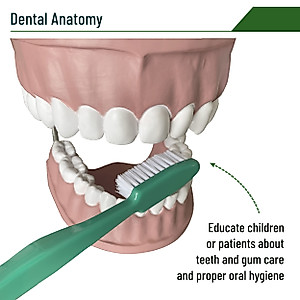 Ajax Scientific - Dental Care Mouth Model, Fake Teeth, Dental Hygiene Toy - with Giant Toothbrush - Plastic - 6 x 4.5 x 5 inches
