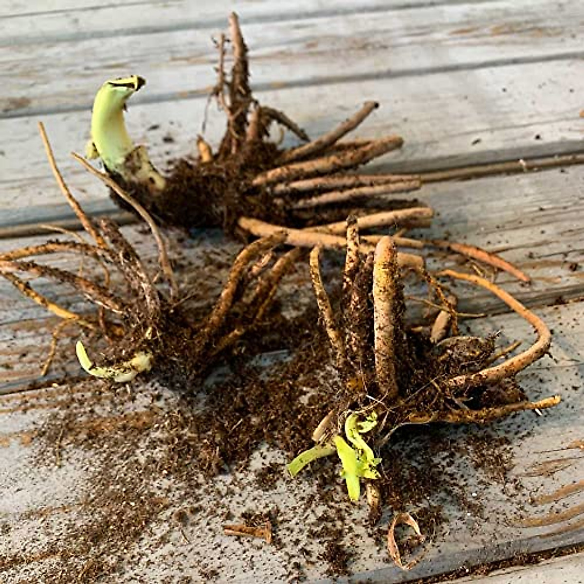 Daylily Roots - Fragrant Rebloomer Mix - 25 Roots - Mixed Flower Bulbs, Root Attracts Bees, Attracts Butterflies, Attracts Hummingbirds, Attracts Pollinators, Easy to Grow & Maintain, Fast Growing