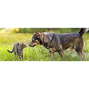 PETS HEALTH SOLUTION Dog Liver Support - Premium Immune Support - Dog and CAT Treats - Advanced Blend - Milk Thistle for Dogs with high Liver enzymes - 120 Treats (2 Bottle)