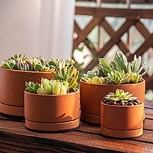 D'vine Dev Set of 4 Terracotta Shallow Planter Pots for Succulent, 3 Inch 4 Inch 5 Inch 6 Inch, Small Flower Plant Pots with Drainage and Saucer, 40-D-L-1