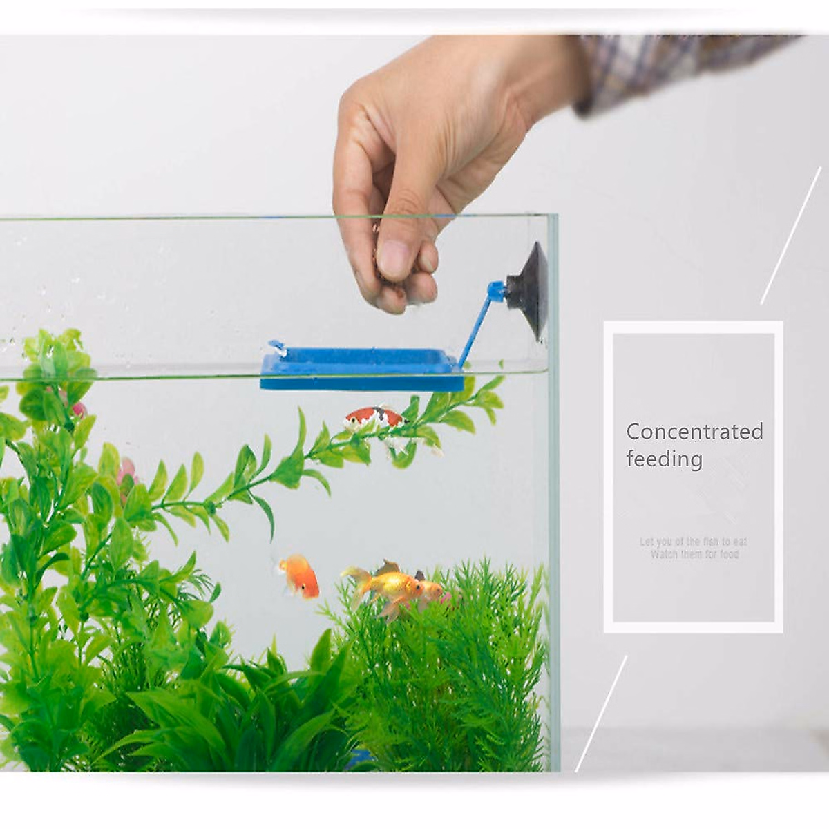 2 Pcs Fish Feeding Ring, Fish Safe Floating Food Feeder Circle Blue, with Suction Cup Easy to Install Aquarium, Square and Round Shape Fish Tank Towels - for Guppy, Betta, Goldfish, Etc. (Blue)¡­