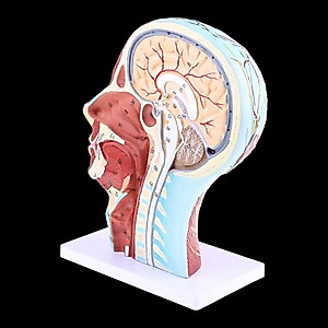 Human Anatomical Half Head Face Anatomy Medical Brain Neck Median Section