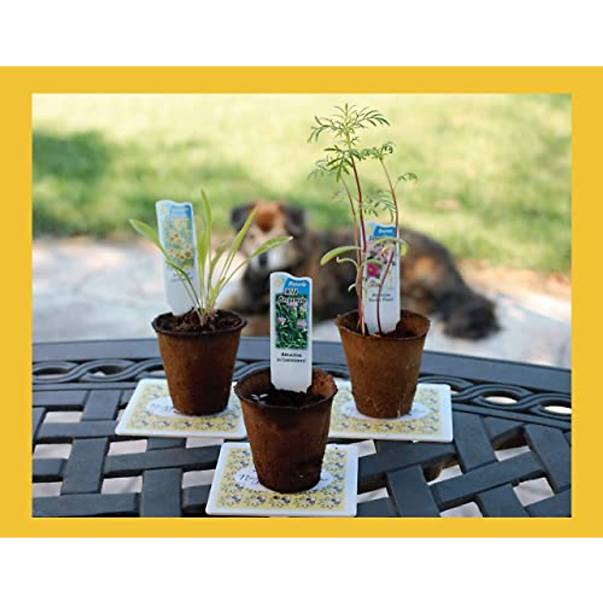 Nuggets of Nectar Pollinator Garden Flower Seed Starter Kit - Grow 6 Types of Wildflower Seeds Including Cosmos, Calendula, Bee Balm, Bachelor Button, Calliopsis and Black Eyed Susan Seeds