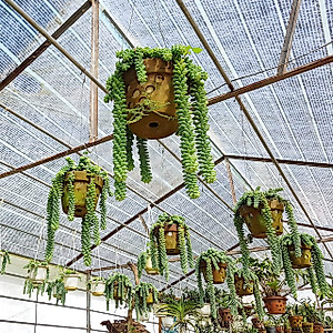 Sedum Burrito Donkey's Tail Succulent (2 inch) | Live Healthy Unique Hanging Succulents for Home Office Decoration