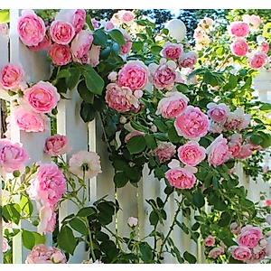 30 Rare Seeds-Pink Climbing Rose Bush Seed Flower#1108-Authentic Seeds-Flowers-Rose Seeds-Herb Seed-Vegetable Seeds-Mix Seeds for Plant-B3G1