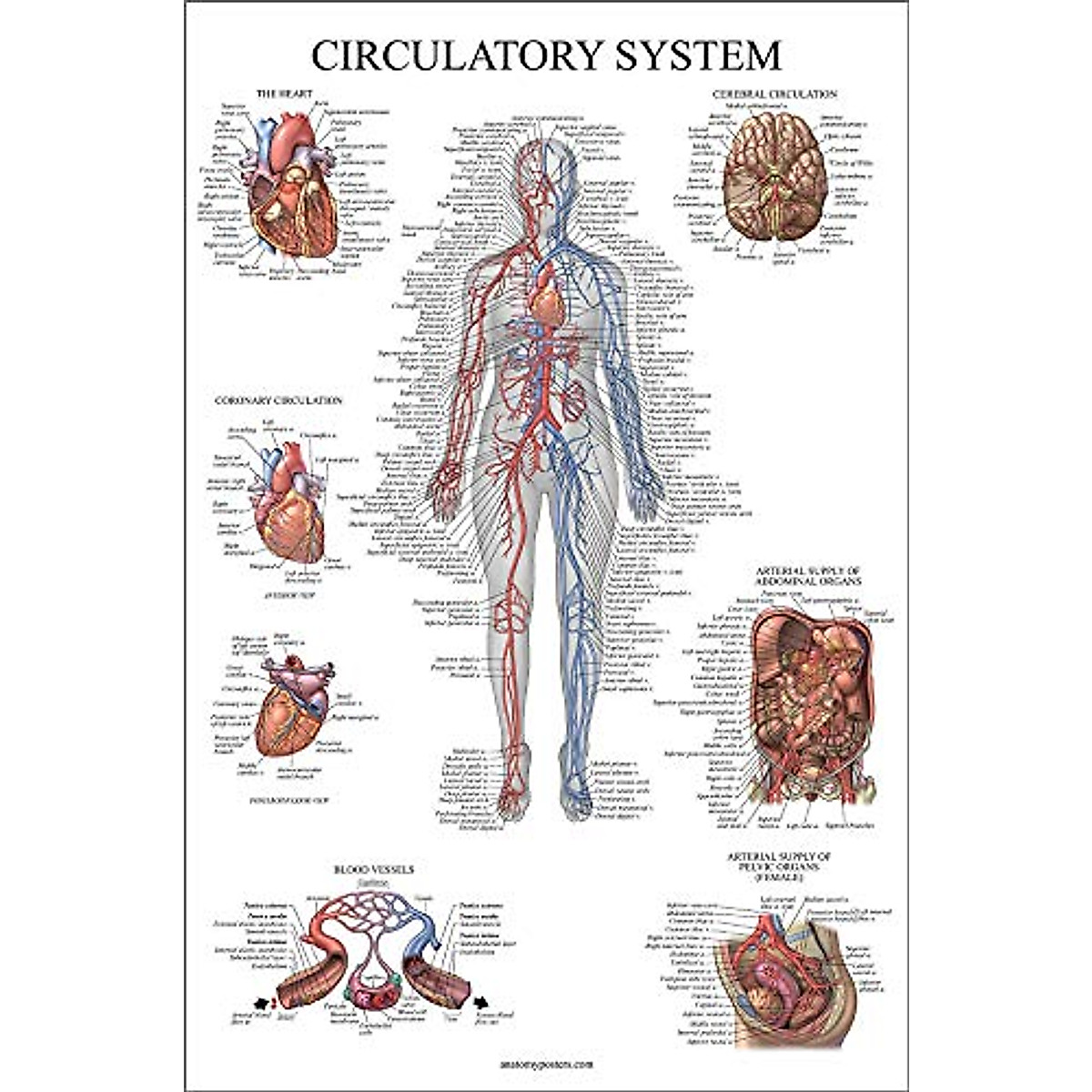 Palace Learning 2 Pack - Circulatory System & Heart Anatomy Posters - Set of 2 Anatomical Charts - Laminated 18" x 24"