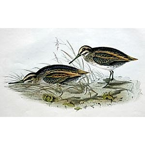 Jack Snipe - Scolopax Gallinula; (Linn)
