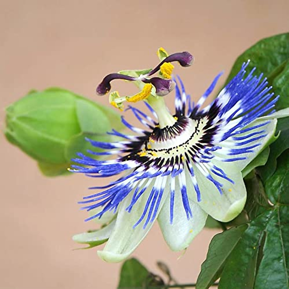 QAUZUY GARDEN- 10 Rare Blue Crown Passiflora Caerulea Seeds Passion Flower Attractive Fragrant Ornamental Vine for Garden Fast- Growing Attract Pollinators