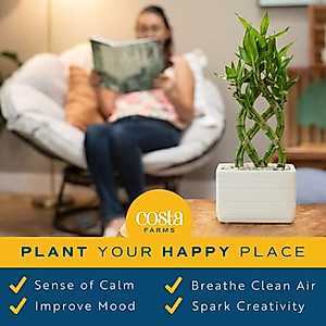Costa Farms Lucky Bamboo Plant, Easy to Grow Live Indoor Houseplant in Ceramic Planter Pot, Potting Mix, Grower's Choice, Perfect for Home Tabletop, Office Desk, Shelf, Zen Room Decor, 12-Inches Tall