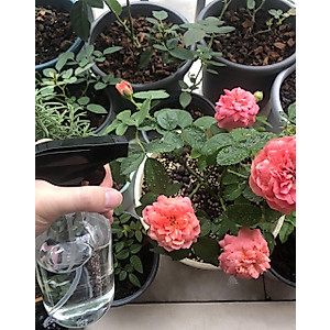 KIGITIK Plastic Spray Bottles, 16.9oz/500ml, Refillable Empty Spray Bottles, for Cleaning Solutions, Plants, Pet, Essential Oils, Kitchen, Hair (Clear)