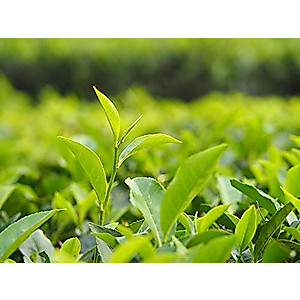 James Pure Ceylon Green Tea with Soursop (3.5oz/100gm loose Tea)