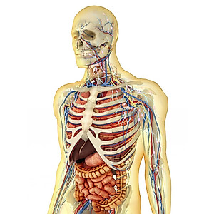 Posterazzi Transparent human body with internal organs nervous lymphatic circulatory system Poster Print, (25 x 33)