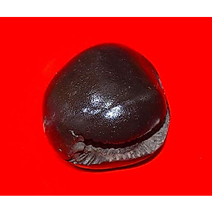 RUDRADIVINE Stone Laxmi Narayan Shaligram (Black)