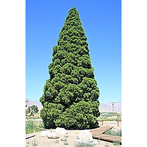 40 GIANT SEQUOIA Sequoiadendron Giganteum Sierra Redwood Tree Seeds