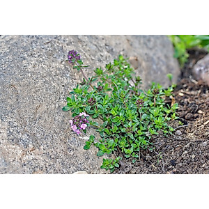 1,000 Creeping Thyme Seeds for Planting - Heirloom Non-GMO Ground Cover Seeds - AKA Breckland Thyme, Mother of Thyme, Wild Thyme, Thymus Serpyllum - Purple Flowers