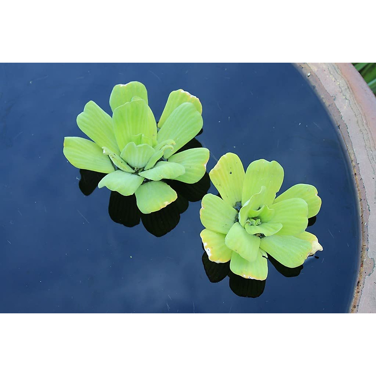 Oldworldtropicals, Water Lettuce InPistia StratioesIn (Bundle of 5) Aquatic Water Tropical Plant