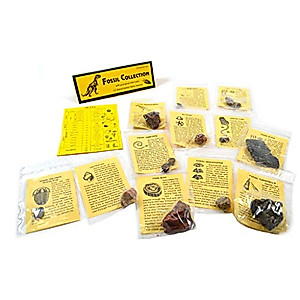 EISCO 12 Piece Deluxe Fossil Collection - Includes 12 Samples, Information Cards and a Geological Timescale - Great for Introductory Fossil Study