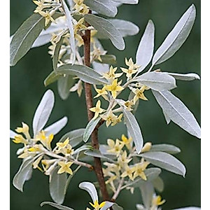 Bonsai Willow Tree Bundle - 1 Each of Dwarf Weeping, Globe Willow, Black Willow Tree Cuttings - Large Thick Trunks - Live Indoor Outdoor Bonsai Trees