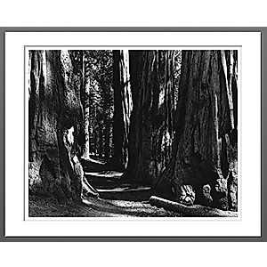 Senate Group, Giant Forest (#1)