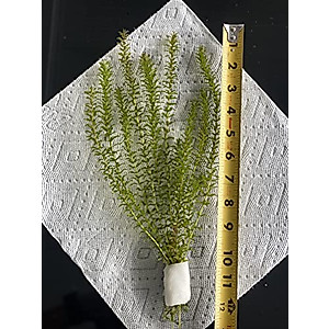 New Anacharis Egeria Elodea Densa Tropical Live Aquarium Aquatic Plant BUY2 +1 Free