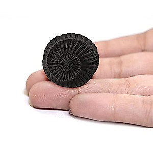 Vedic Vaani Siddh Vishnu Vinayak Divine Sudarshan Shaligram Stone Shila (Pack of 4)