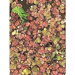 Red Root Floater - Live Aquarium Plants - 4oz Cup | Floating Live Plants for Aquariums or Ponds