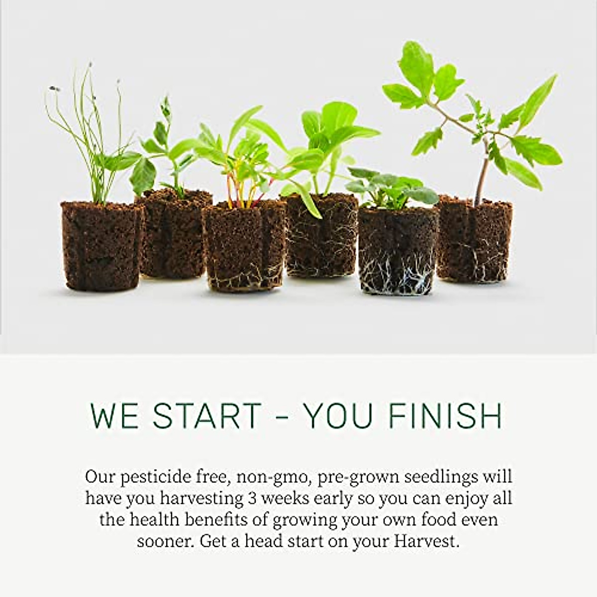 Lettuce Grow Farmstand with Glow Rings (Farmstand Only, No Seedlings Included) | 36-Plant Hydroponic System | Vertical Garden | Large Home Garden w/Self Watering Pump, BPA-Free Food Grade | 6’ 1”