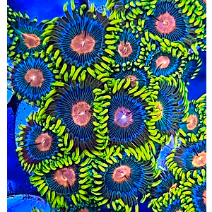 coralSLover Live Saltwater Coral Frag - Reverse Blue Eyed Blondie Zoanthids (5 Heads) Green Orange