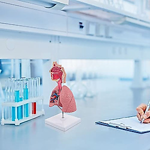 iplusmile 1pc Respiratory Biologic Education Classroom Study Model- Realistic Nursing Teaching Students Lung System School, Home, Experiment Educational Model, Pratical Lab Body Training