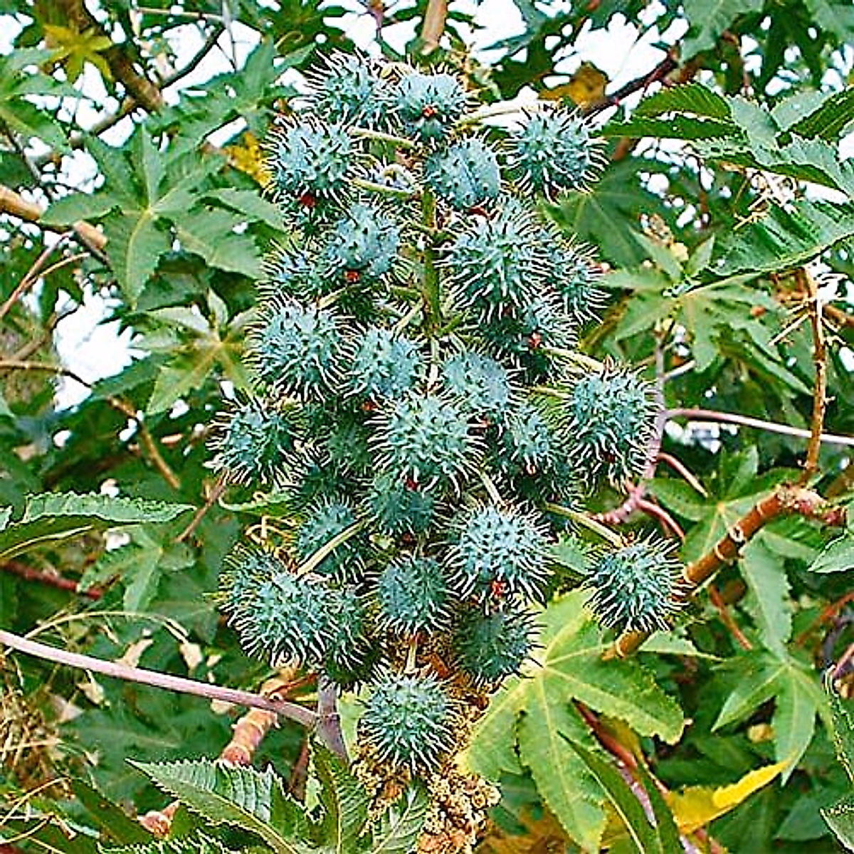 QAUZUY GARDEN 5 Premium Seeds Castor Bean Castor Oil Plant, Ricinus Communis Seeds for Planting | Non-GMO Heirloom Seeds | Fast-Growing Ornamental Perennials