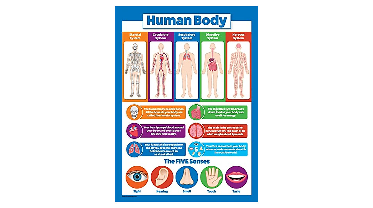 Palace Learning 3 Pack - Multiplication Tables Poster + Division ...