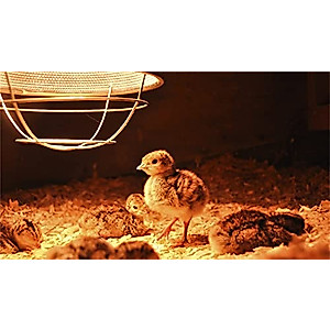 BONGBADA Heat Lamp Bulb PAR38 100 Watt 2 Pack Infrared Heavy Thickened Glass Lamp Bulb for Food Service, Brooder Bulb, Chicks, Pet, Bathroom, Light Therapy, Reptiles and Amphibian Use E26 Base (Clear)