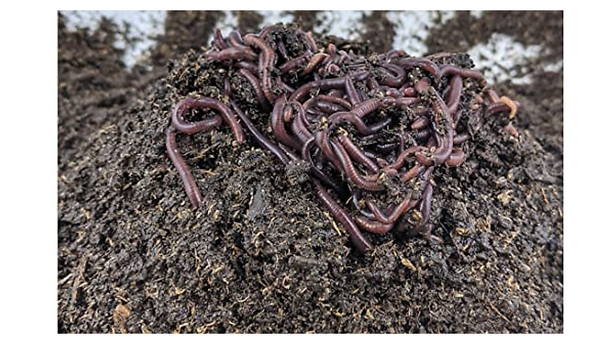 Buy Red Wiggler Worms for Composting – Perfect for Gardens & Bins