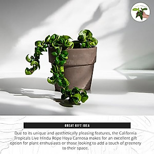 California Tropicals Live Hindu Rope Hoya Carnosa - Unique Indoor House Plant Gift Idea for Home Decor, Potted in a 4" Inch Pot Perfect for Beginners, Patio, Living Room, Office & Outdoor Gardening