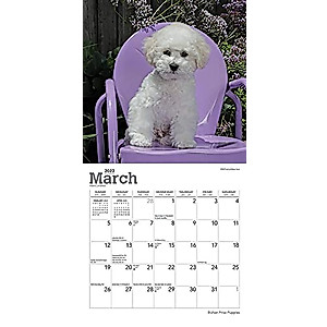 Bichon Frise Puppies | 2023 7 x 14 Inch Monthly Mini Wall Calendar | BrownTrout | Animals Dog Breeds Puppy DogDays