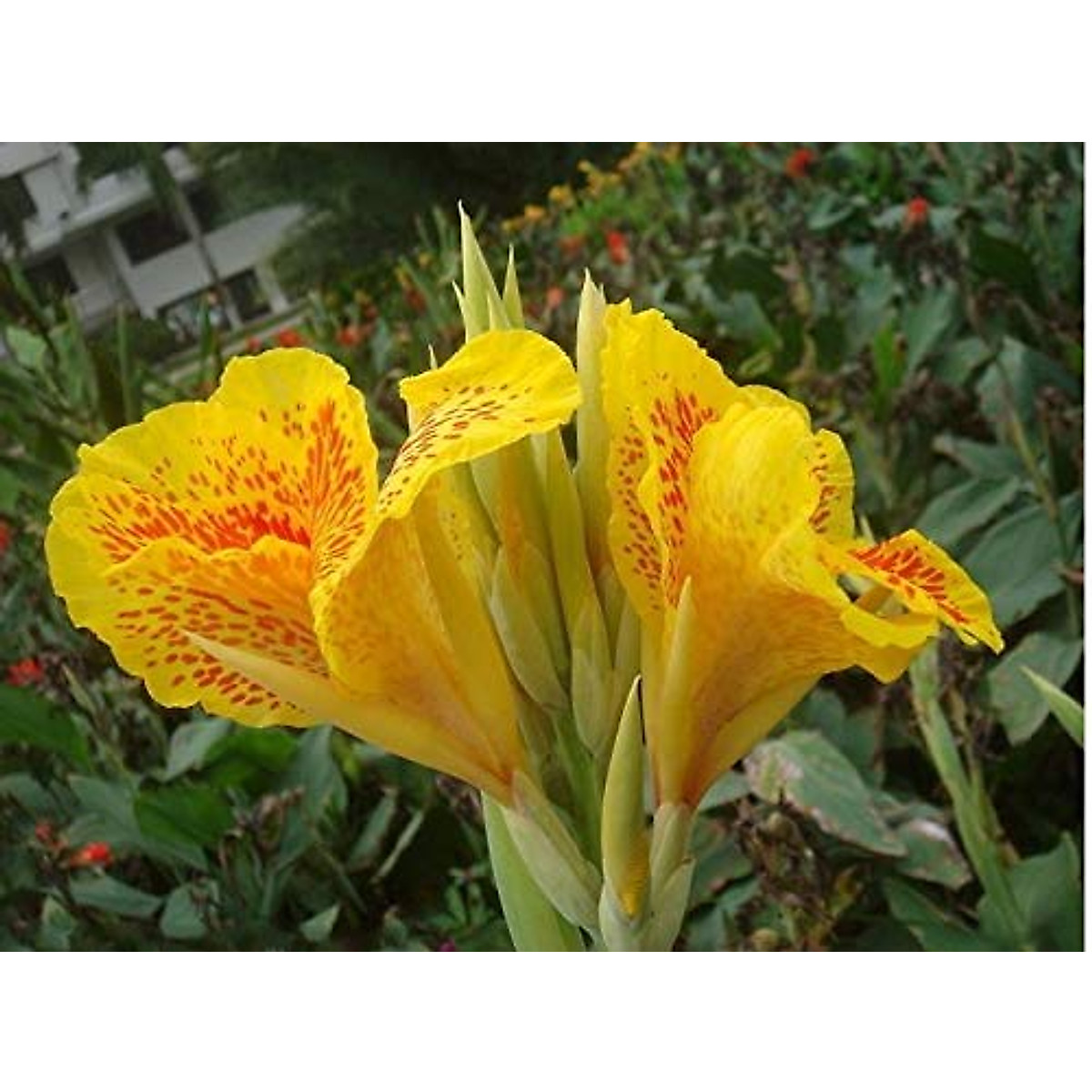 20+ Mixed Canna Lily Flower Seeds Perennial Beautiful Bonsai Plant Home Garden Decor
