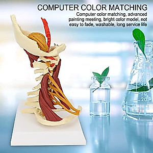 Cervical Spine Medical Model, Removable Spinal Nerves Anatomical Model Human Cervical Spine Demonstration Model Spine Anatomy Education Model for Science Classroom Study Display Teaching