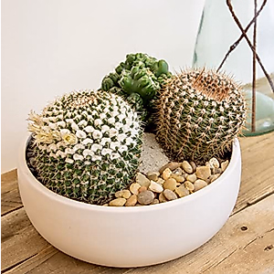 Altman Plants, Assorted Cactus Plants Live Plants (3PK), Cactus Plant Live Succulents Plants Live Cactus Decor, Indoor Plants Live House Plants in Cactus Soil, Live Cacti Plants Live Succulent Plants