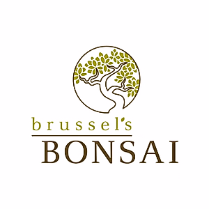 Brussel's Bonsai Green Mound Juniper Live Bonsai Tree, Outdoor - Medium, 5 Year Old, 6 to 10 inches Tall - Includes Rock Bonsai Pot