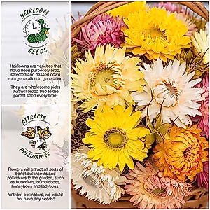 Seed Needs, Mixed Strawflower Seeds for Planting (Xerochrysum bracteatum) Heirloom & Open Pollinated, Attracts Pollinators (2 Packs)