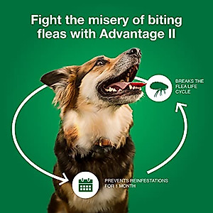 Advantage II Large Dog Vet-Recommended Flea Treatment & Prevention | Dogs 21-55 lbs. | 4-Month Supply