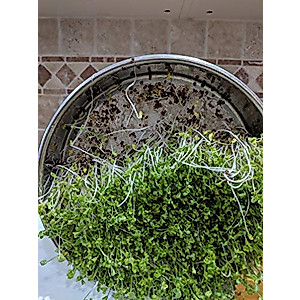 Variety Pack Sprouting Seeds Broccoli, Alfalfa, Radish, Mung beans & Salad Mix for Sprouts and Microgreens. Non-GMO. Pack of 10 premeasured seeds for quart size jars or trays. Includes 2 packs of each