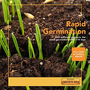 Barenbrug Premium Free Range Chicks Mix Forage Seed Mixture, 1 lb, One Pack