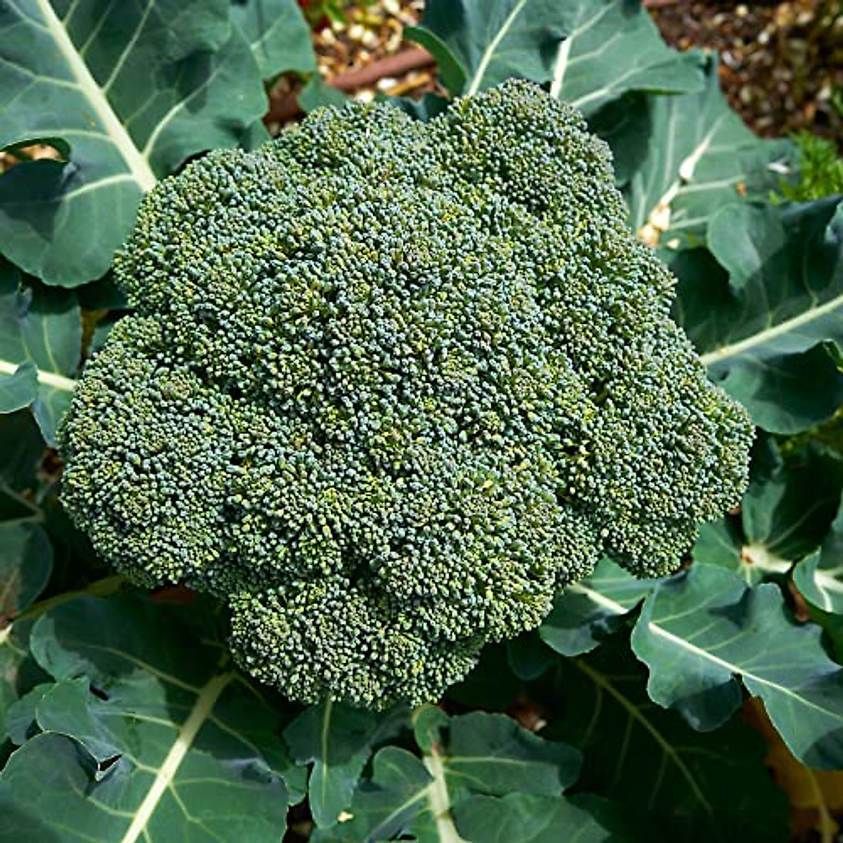 Purely Organic Products Purely Organic Heirloom Broccoli Seeds (Heirloom Waltham 29) Approx 750 Seeds