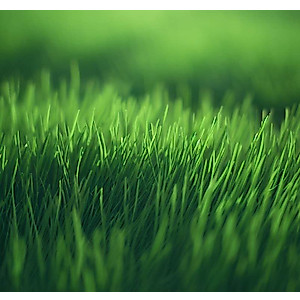 MySeeds.Co - Bahia, Bermuda, Grass Seeds for Lawn and Pasture, Livestock Grazing, Choose Color and Amount (1/4 LB, Common Bermuda Coated & Unhulled)