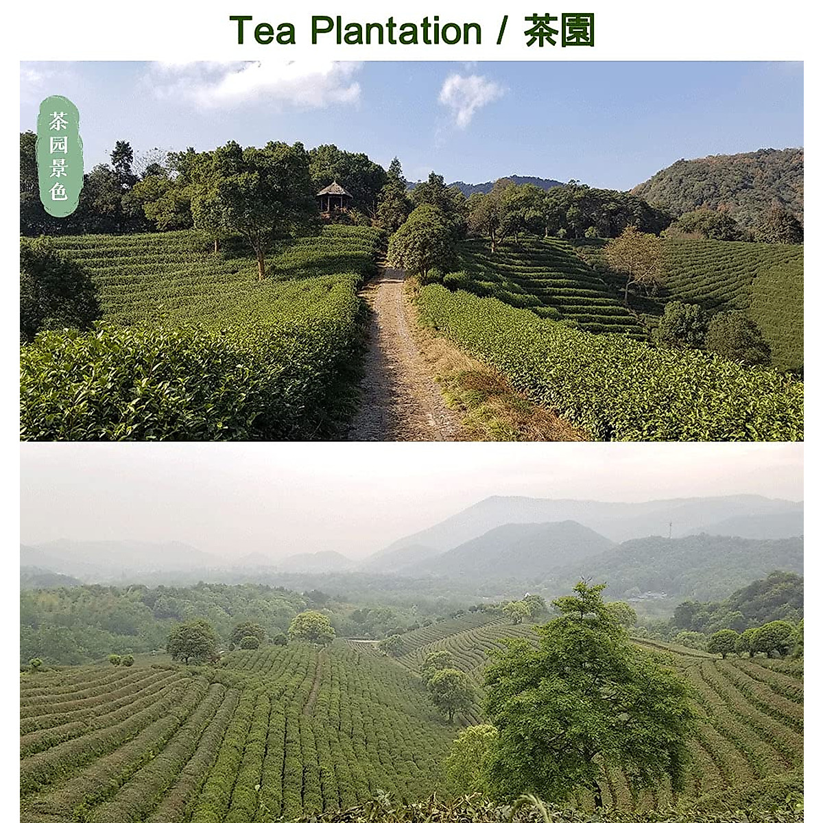 West Lake Longjing Tea(Yu Qian),Fresh Dragon Well Green Tea Leaf picked Before Grain Rain Day,Tea Farmer Direct Sale,250g/8.8 oz.,雨前龙井