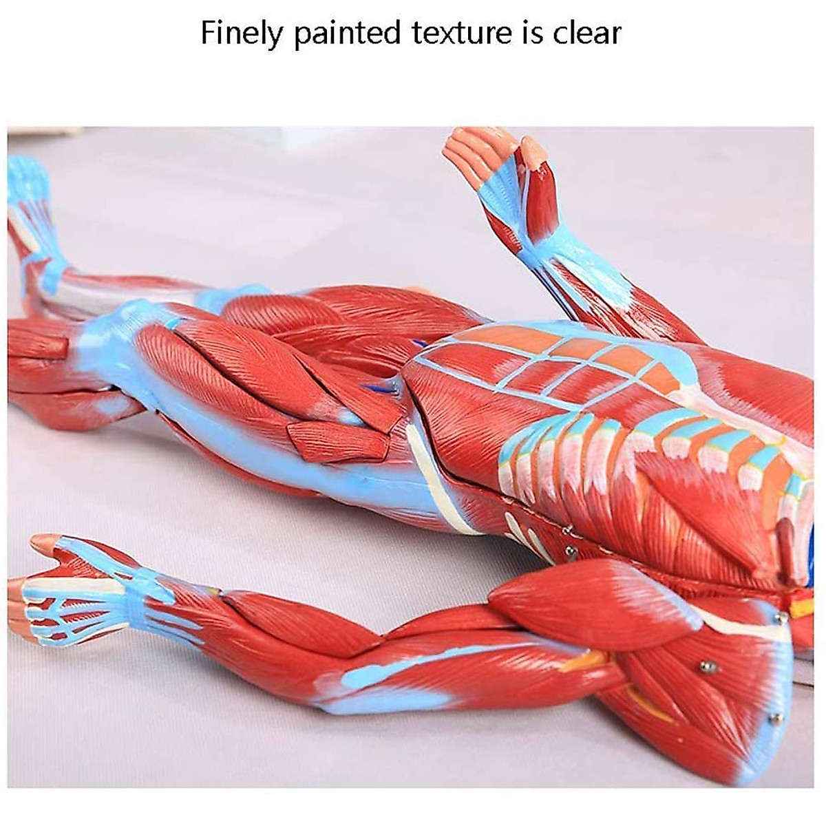 KINOFU Educational Model, Human Muscle Anatomical Model 80Cm Chest Human Internal Organs Anatomical Skeleton Model in Teaching to The Teaching Aids
