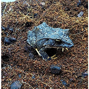 Josh's Frogs Solomon Island Leaf Frog Substrate (10 Quart)